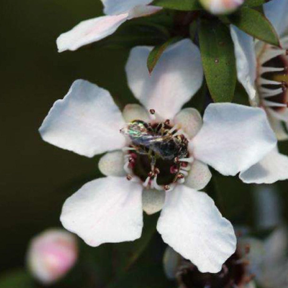 Miracle Manuka: a 100% Natural & Antibacterial Product! – Svens Island ...